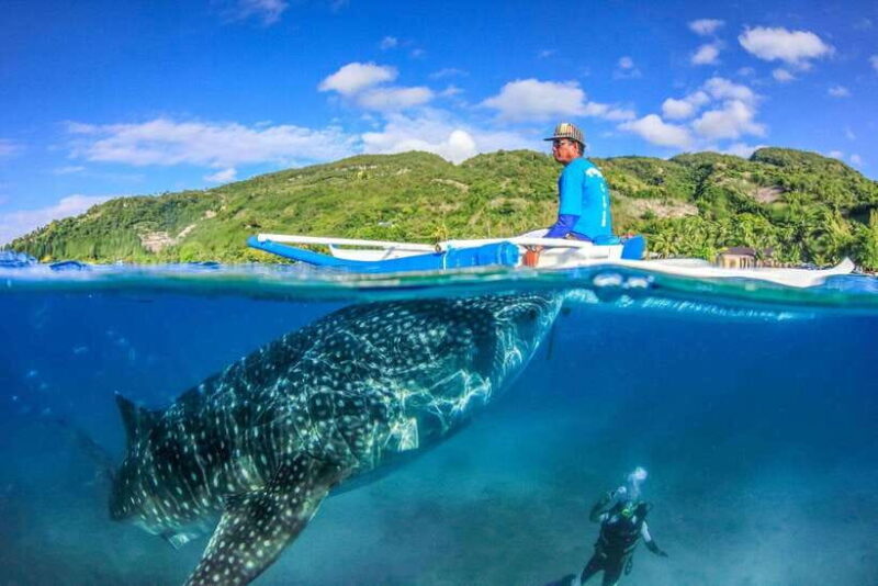 Oslob: Whale Sharks, Tumalog Falls, & Monkey Sanctuary Tour - Introduction