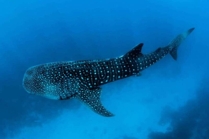 Oslob: Whale Sharks, Tumalog Falls, & Monkey Sanctuary Tour - Why This Tour Is a Great Choice