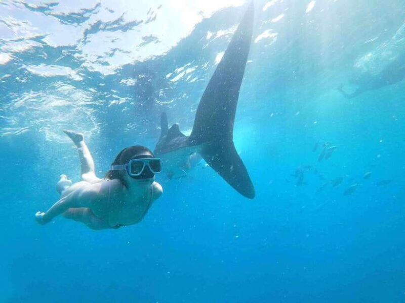 Oslob: Whale Sharks, Tumalog Falls & Sumilon Trio Adventure - An In-Depth Look at the Tour Experience