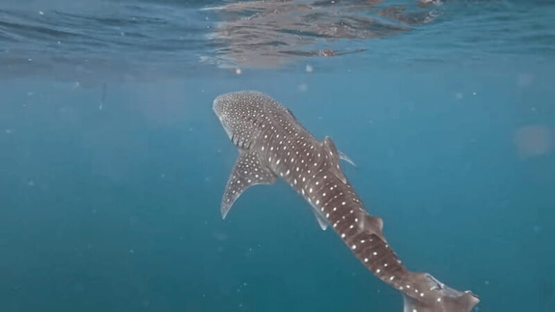 Oslob: Whale Sharks, Tumalog Falls & Sumilon Trio Adventure - Introduction to the Oslob Tour Experience