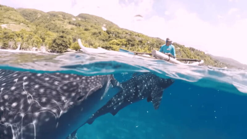 Oslob: Whale Sharks, Tumalog Falls & Sumilon Trio Adventure - Final Thoughts on Value and Suitability