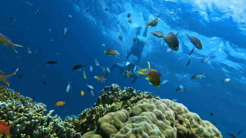 Oslob: Whaleshark Swimming, Inambakan Falls & Moalboal Tour - An Overview of the Day