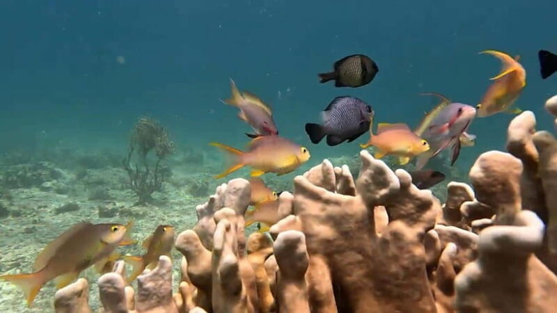 Oslob: Whaleshark Swimming, Inambakan Falls & Moalboal Tour - Transportation, Timing, and Practicalities