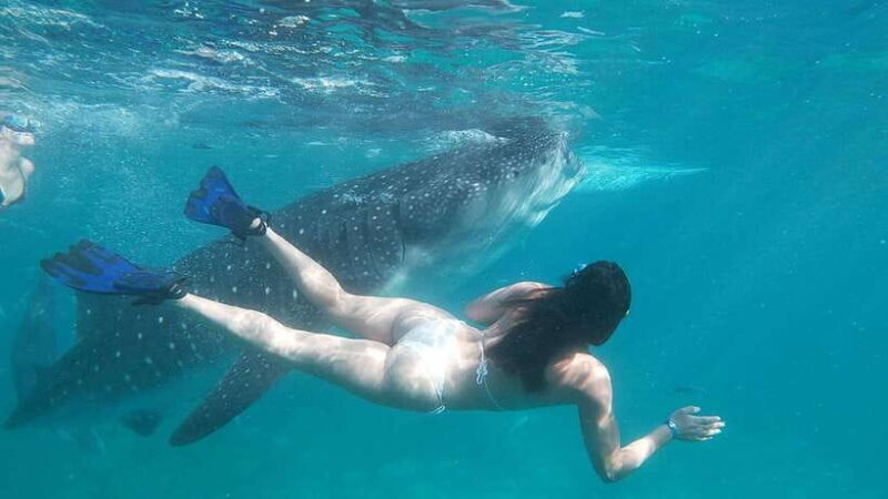 Oslob: Whaleshark Swimming, Tumalog Falls & Sumilon Island - Authenticity and Experience: What You’ll Take Away