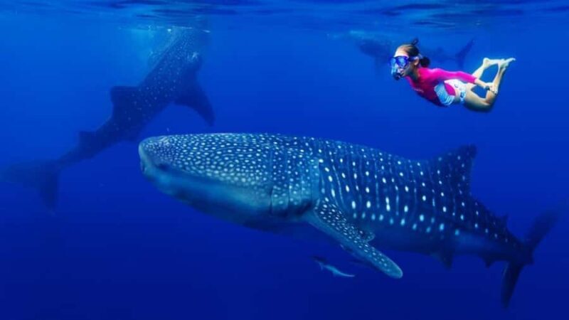 Oslob Whaleshark, TumalogFalls, Kawasan Falls, Lunch PRIVATE - A Detailed Look at the Tour Experience