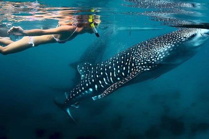Oslob Whaleshark Watching & Tour in Cebu - Exploring the Tour: A Day Packed with Natural Wonders