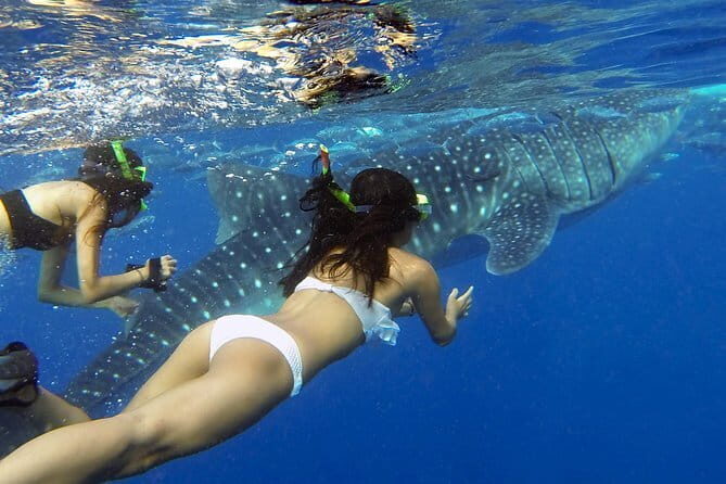 Oslob Whaleshark Watching & Tour in Cebu - What’s Included and What You’ll Need to Budget For