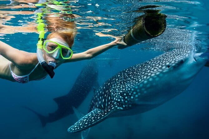 Oslob Whaleshark Watching & Tour in Cebu - FAQ