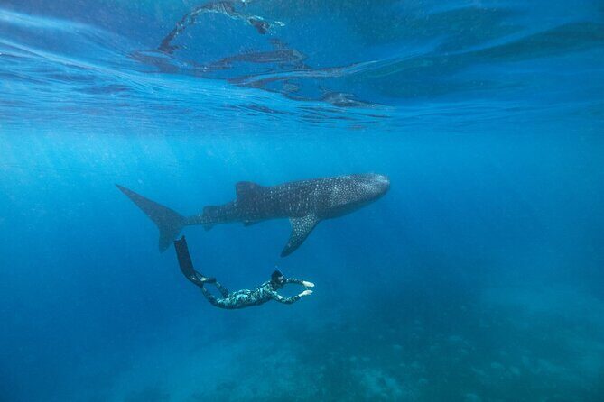 Oslob Whaleshark with Aguinid Waterfalls - Breaking Down the Tour: What You Can Expect