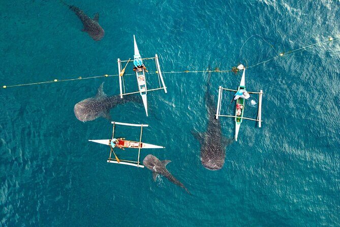 Oslob Whaleshark with Aguinid Waterfalls - Why This Tour Offers Excellent Value