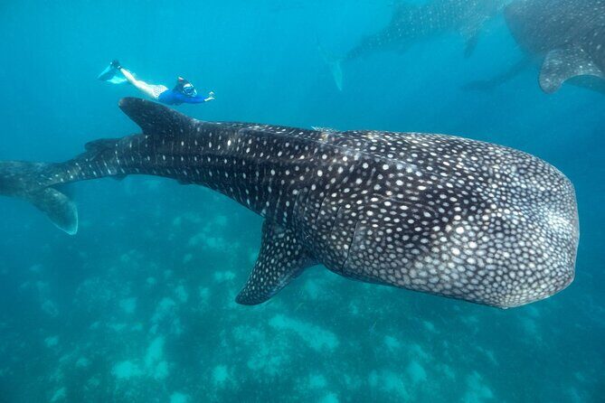 Oslob Whaleshark with Sumilon Island - A Practical Look at the Tour Experience