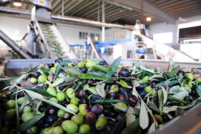 Ostuni e-bike tour. The olive trees and a local oil mill - The Value of the Experience
