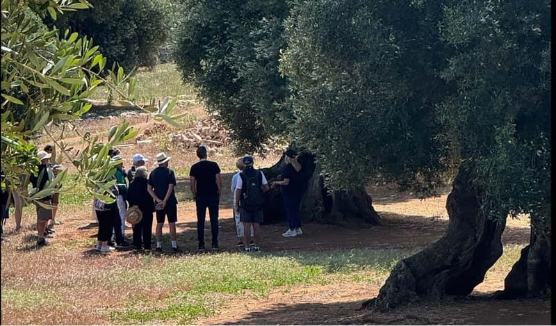 Ostuni: Farm tour among thousand-year-old olive trees with oil tasting - Key Points