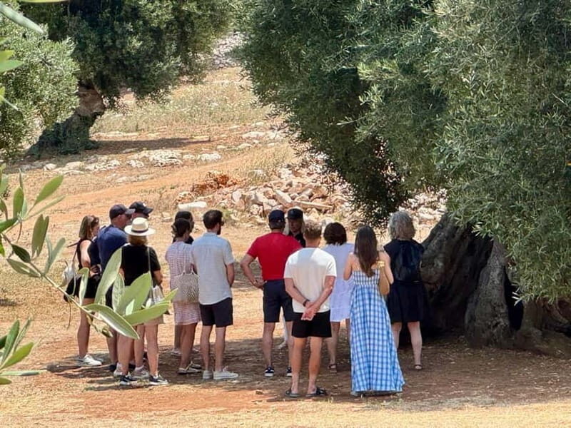 Ostuni: Farm tour among thousand-year-old olive trees with oil tasting - Authenticity and Reviews