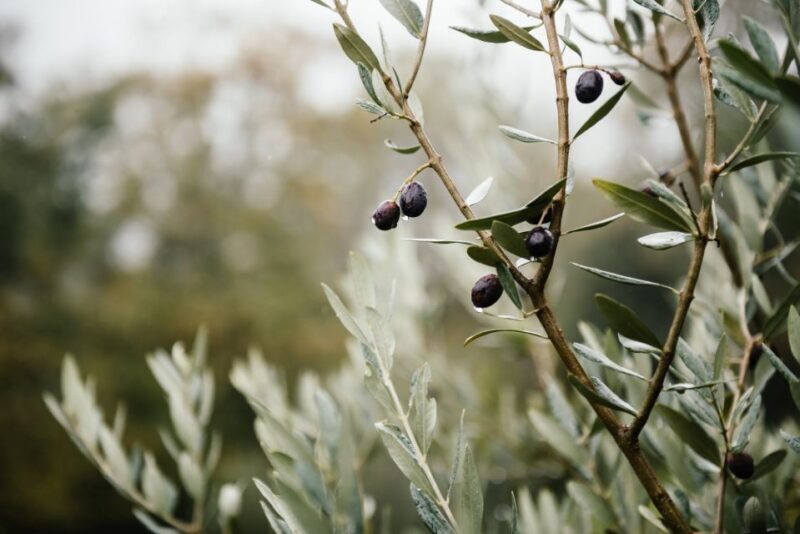 Ostuni: Olive Oil Tasting Tour - Who Will Love This Experience?