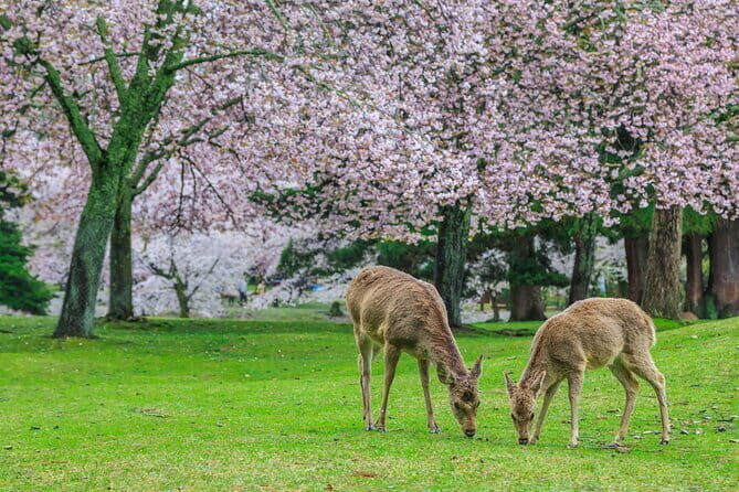 Otagi Nenbutsu Temple and Arashiyama Bamboo Forest Tour - FAQ