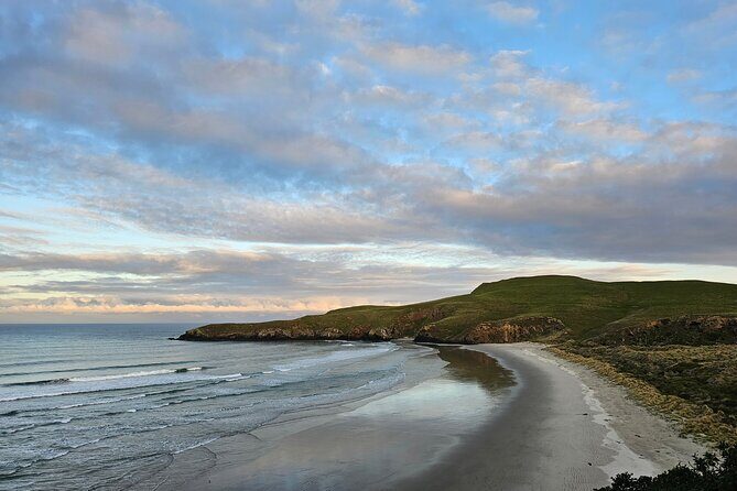 Otago Peninsula In-Depth Tour & Blue Penguins Pukekura Experience - The Blue Penguins: A Truly Authentic Encounter