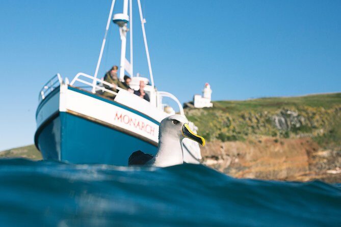 Otago Peninsula In-Depth Tour & Blue Penguins Pukekura Experience - Return and Additional Stops