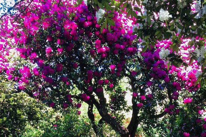 Otago Peninsula Scenery and Dunedin City Highlights Tour - Authenticity and Traveler Feedback