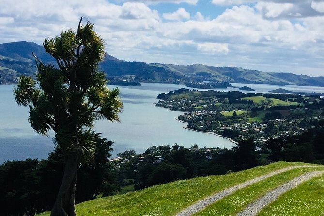 Otago Peninsula Scenery and Dunedin City Highlights Tour - The Sum Up: Who Should Consider This Tour?