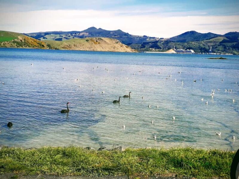 Otago Peninsula Scenery & Little Blue Penguin tour - Is the Investment Worth It?