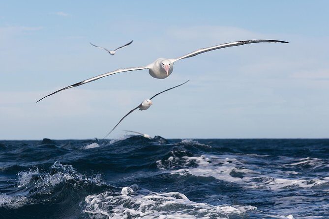 Otago Peninsula Wildlife Cruise with Monarch - Otago Peninsula Wildlife Cruise with Monarch: A Close-Up Look at New Zealand’s Marine Life