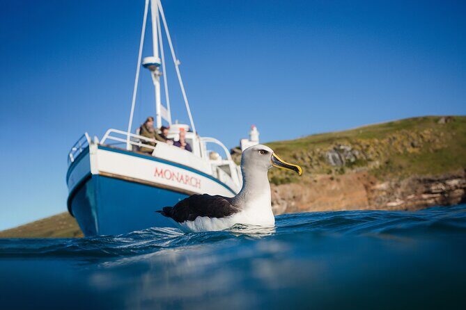 Otago Peninsula Wildlife Cruise with Monarch - Who Should Consider This Tour?