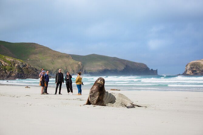 Otago Peninsula Wildlife Tour & Cruise - What to Expect from the Experience