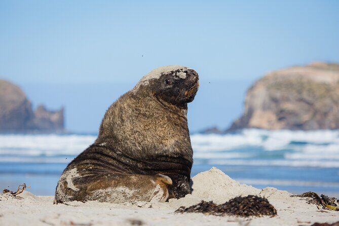 Otago Peninsula Wildlife Tour & Cruise - Final Thoughts