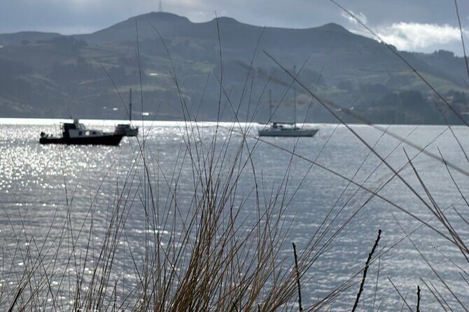 Otago Peninsula's Hidden Gems: A Self Guided Driving Tour - FAQs