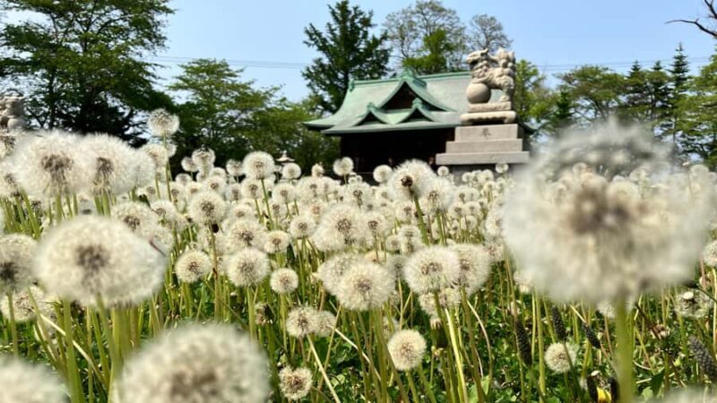 Otaru: Guided City Tour (Fish Market, Canal Walk and more) - FAQ