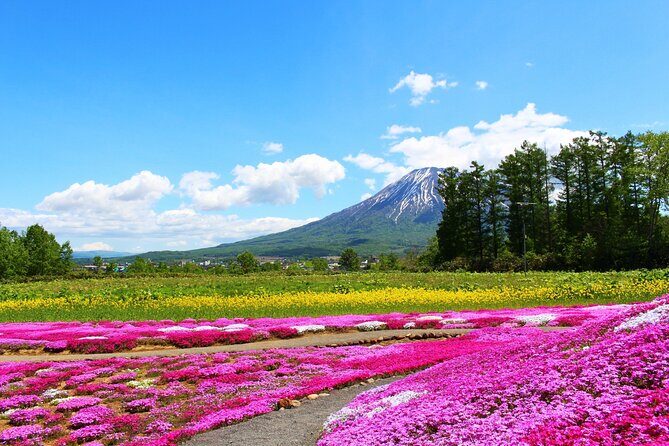 Otaru, Hokkaido Fuji Cherry Blossom Bus Tour  Sapporo 1Day - Frequently Asked Questions