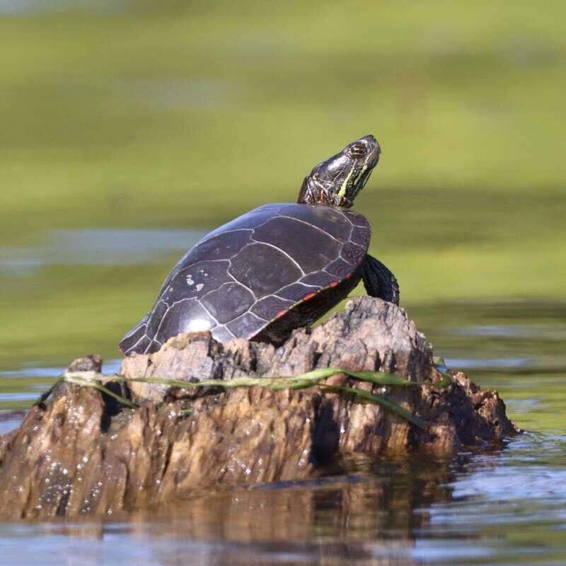 Ottawa: Ecological Reserve Kayak Tour with Turtle Sightings - Frequently Asked Questions