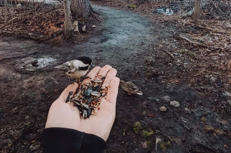 Ottawa: Guided Nature Walk & Wildlife Tour with Hotel Pickup - Who Will Enjoy This Tour?