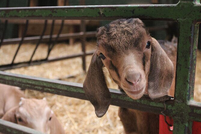 Ottawa Valleyview Little Animal Farm Tour - FAQ