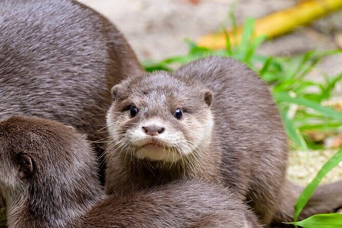 Otter Experience at Melbourne Zoo - excl. entry - The Itinerary: What to Expect