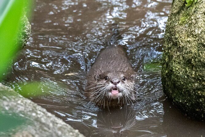 Otter Experience at Melbourne Zoo - excl. entry - FAQ
