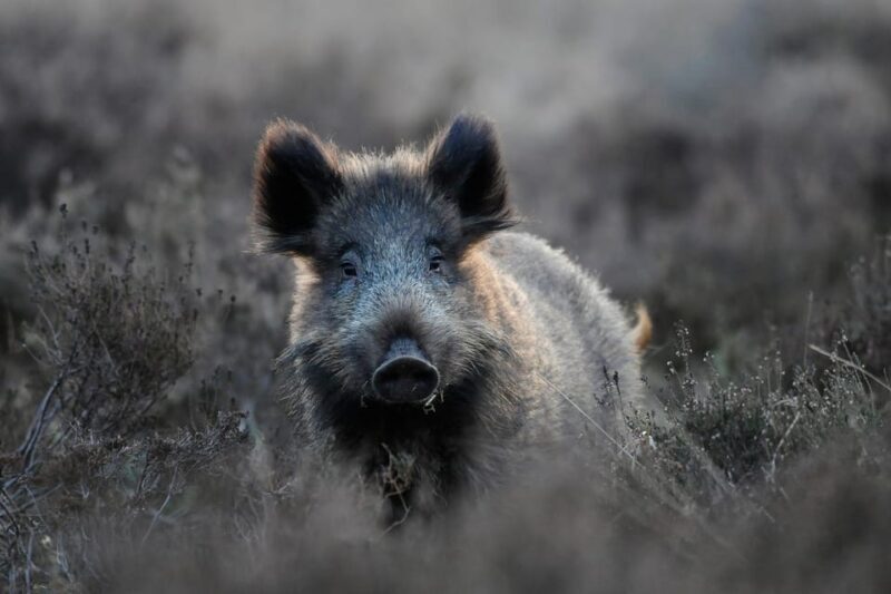 Otterlo: De Hoge Veluwe National Park Entry Ticket - Otterlo: De Hoge Veluwe National Park Entry Ticket – A Genuine Nature and Culture Combo