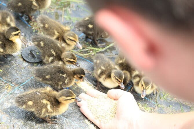Ouchijuku 6hr Private Tour with Government Licensed Guide - FAQ
