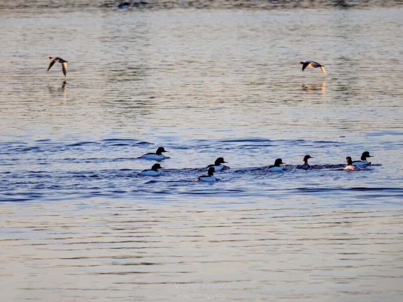 Oulu: Hietasaari Nature Tour with Local Guide - FAQ