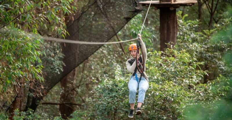 Ourimbah: Central Coast Treetops Adventure Tree Ropes Course - Detailed Review of the Ourimbah Treetops Adventure