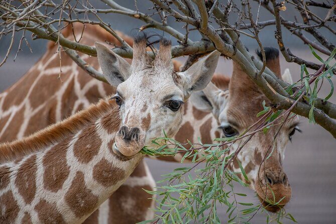 Out of Africa Wildlife Park Admission Ticket - Authentic Experiences from Visitors