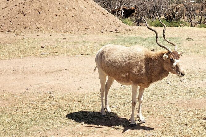 Out of Africa Wildlife Park Admission Ticket - Practical Details & Tips