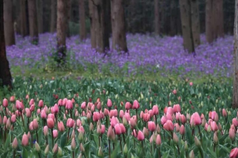 Outdoor Fun in Shanghai: Dongping Park Entry for 2-Person - Outdoor Fun in Shanghai: Dongping Park Entry for 2-Person