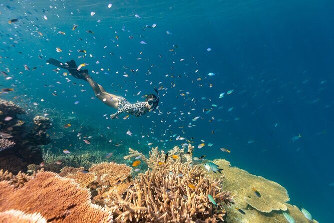 Outer Great Barrier Reef Snorkel Adventure in Airlie Beach - An In-Depth Look at the Outer Great Barrier Reef Snorkel Adventure