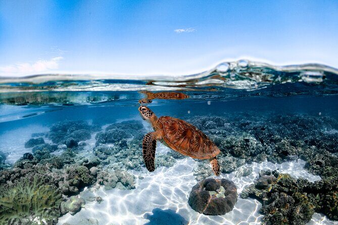 Outer Reef Mackay Cay Sail & Snorkel Adventure from Port Douglas - FAQs