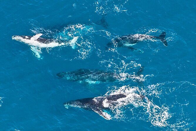 Outer Reef Odyssey - 40 minute Reef Scenic Flight - Pricing and Value