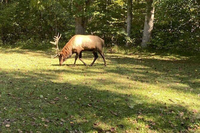 Over the Top Tour in Oconaluftee - Introduction