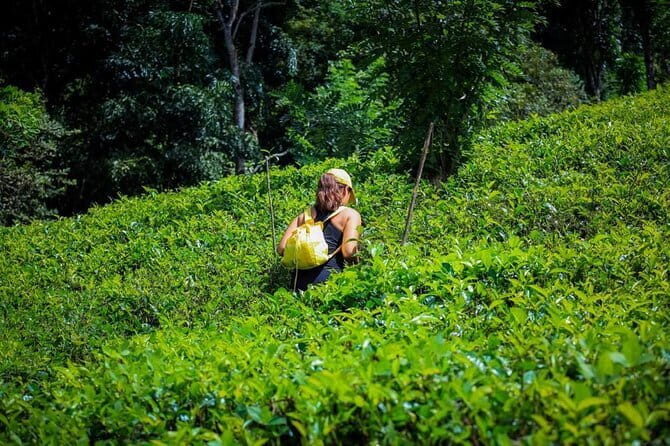 Overnight All-Inclusive Tea Plantation Adventure in Kandy - Introduction