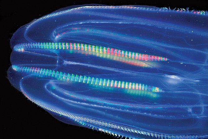 Overnight Bio Bay Kayak Tour in Vieques Island - Who Should Book This Tour?